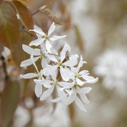 Pralinenbaum 'Ballerina' C10 80 - 100 cm Liefergr&ouml;&szlig;e: 80 - 100 cm
