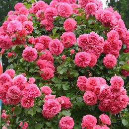 Kletterrose 'Rosarium Uetersen ' 5 Liter Container Lieferform: Im 5 Liter Topf