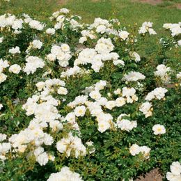 Bodendeckerrose 'Diamant ' - ADR-Rose, 5 Liter, 3 starke Triebe, A-Qualit&auml;t Liefergr&ouml;&szlig;e: 3 starke Triebe, A-Qualit&auml;t