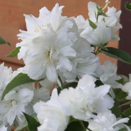 Gef&uuml;llter Gartenjasmin 'Schneesturm' Wurzelnackte Pflanze, 60 - 80 cm, 1 St&uuml;ck Liefergr&ouml;&szlig;e: 60 - 80 cm