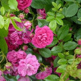 Kletterrose 'Super Excelsa ' Wurzelnackte Pflanze, 2 - 3 Triebe, A-Qualit&auml;t Lieferform: wurzelnackte Pflanze in A-Qualit&auml;t, mindestens 2 Triebe