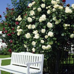 Kletterrose 'Schneewalzer ', 5 Liter, A-Qualit&auml;t, 2 - 3 starke Triebe Liefergr&ouml;&szlig;e: zwei bis drei starke Triebe