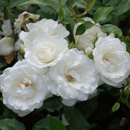 Strauchrose 'Schneewittchen ', 5 Liter, A-Qualit&auml;t, 3 starke Triebe Liefergr&ouml;&szlig;e: drei starke Triebe