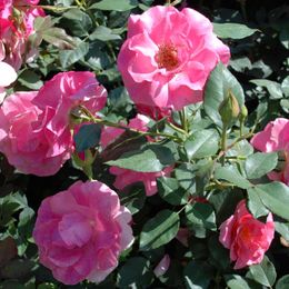 Strauchrose 'Romanze ' 5 Liter Container Lieferform: Im 5 Liter Topf