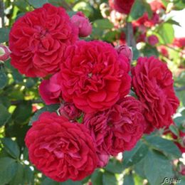 Ramblerrose 'Chevy Chase', 5 Liter, 2 -3 starke Triebe, A-Qualit&auml;t Liefergr&ouml;&szlig;e: 2 - 3 starke Triebe, A-Qualit&auml;t