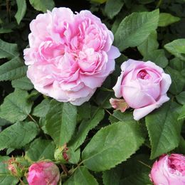 Historische Rose 'Jacques Cartier', 5 Liter, 3 starke Triebe, A-Qualit&auml;t Liefergr&ouml;&szlig;e: 3 starke Triebe, A-Qualit&auml;t