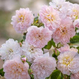David Austin-Strauchrose 'Elizabeth ' C5 Lieferform: Im 5 Liter Topf
