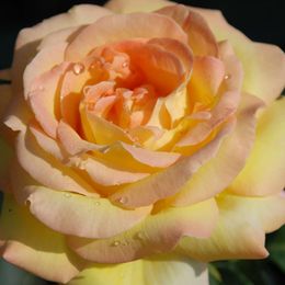 Edelrose 'Gloria Dei ' wurzelnackte Pflanze Liefergr&ouml;&szlig;e: mind. 3 starke Triebe