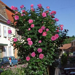 Rose 'NIRPorizon Parfum Royal Climbing ', 5 Liter, A-Qualit&auml;t, 3 starke Triebe Liefergr&ouml;&szlig;e: drei starke Triebe