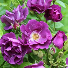 Moderne Strauchrose 'Rhapsody in Blue ', 5 Liter, A-Qualit&auml;t, 3 starke Triebe Liefergr&ouml;&szlig;e: drei starke Triebe