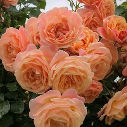 Kletterrose 'Peach Melba ', 5 Liter, A-Qualit&auml;t, 2 -3 starke Triebe Liefergr&ouml;&szlig;e: zwei bis drei starke Triebe