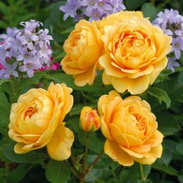 David Austin-Rose 'Golden Celebration ' - AGM-Rose, 5 Liter, 3 starke Triebe, A-Qualit&auml;t Lieferform: Im 5 Liter Topf