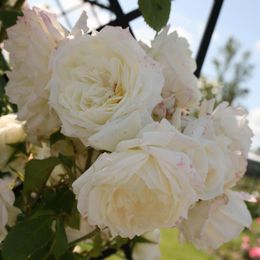 Kletterrose 'Alaska ' Wz, 2 - 3 Triebe Liefergr&ouml;&szlig;e: A-Qualit&auml;t, mindestens 3 starke Triebe