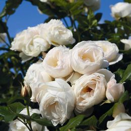 Kletterrose 'Uetersener Klosterrose ', Wurzelnackte Pflanze, 3 Triebe, A-Qualit&auml;t Liefergr&ouml;&szlig;e: mind. 3 starke Triebe