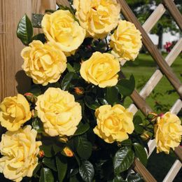 Kletterrose 'Dukat ', 5 Liter, 2 - 3 starke Triebe, A-Qualit&auml;t Liefergr&ouml;&szlig;e: 2 - 3 starke Triebe, A-Qualit&auml;t