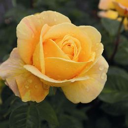 Edelrose 'Candlelight ' 6 Liter Container Lieferform: Im 6 Liter Topf