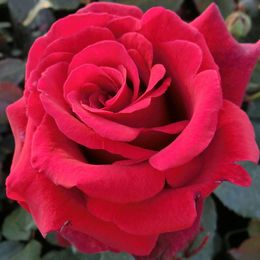 Edelrose 'Duftzauber '84 ' 6 Liter Container Lieferform: Im 6 Liter Topf