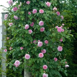 David Austin-Rose 'James Galway ', 5 Liter, 3 starke Triebe, A-Qualit&auml;t Liefergr&ouml;&szlig;e: 3 starke Triebe, A-Qualit&auml;t