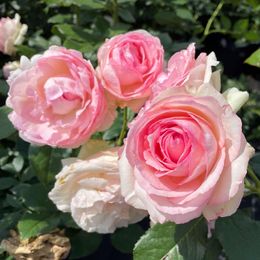 Nostalgische Strauchrose 'Eden Rose ' Wurzelnackte Pflanze Liefergr&ouml;&szlig;e: mind. 3 starke Triebe