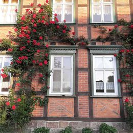 Kletterrose 'NIRPorizon Red Flame ', 5 Liter, A-Qualit&auml;t, 3 starke Triebe Liefergr&ouml;&szlig;e: drei starke Triebe