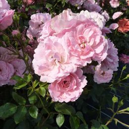 Kletterrose 'Climbing Bonica', 5 Liter, 3 starke Triebe, A-Qualit&auml;t Liefergr&ouml;&szlig;e: 3 starke Triebe, A-Qualit&auml;t