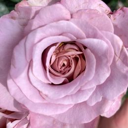 Edelrose 'Blue Girl' Wurzelnackte Pflanze Lieferform: wurzelnackte Pflanze in A-Qualit&auml;t, mindestens 3 Triebe