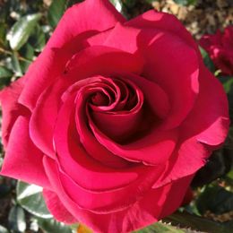 Edelrose 'NIRParfum Grande Classe' , Wz, 3 starke Triebe, A-Qualit&auml;t Lieferform: wurzelnackte Pflanze in A-Qualit&auml;t, mindestens 3 Triebe