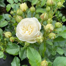 Nostalgische Strauchrose 'Artemis ', 5 Liter, 3 starke Triebe, A-Qualit&auml;t Lieferform: Im 5 Liter Topf