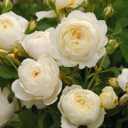 David Austin-Rose 'Claire Austin ' 6 Liter Container Lieferform: Im 6 Liter Topf