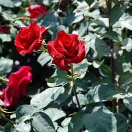 Duft-Edelrose 'Erotika ', Wurzelnackte Pflanze, mind. 3 starke Triebe Liefergr&ouml;&szlig;e: mind. 3 starke Triebe