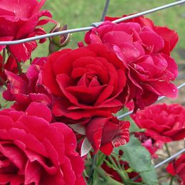 Kletterrose 'Santana ', 5 Liter, A-Qualit&auml;t, 2 - 3 starke Triebe Liefergr&ouml;&szlig;e: zwei bis drei starke Triebe