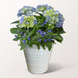 Blaue Hortensie im dekorativen Zinktopf