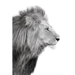 SONSTIGE Bild LIONS PROFILE