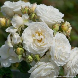 Rosa 'Perfume Dreams ', 5 Liter, A-Qualit&auml;t, 3 starke Triebe Liefergr&ouml;&szlig;e: drei starke Triebe