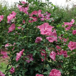 Hibiskus 'Pompei ' Liefergr&ouml;&szlig;e: 60 - 80 cm