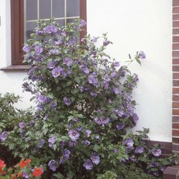 Garteneibisch / Hibiskus 'Ultramarine' Liefergr&ouml;&szlig;e: 40 - 60 cm