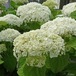 Hortensie 'Strong Annabelle' Incrediball , 5 Liter, 60 - 80 cm Liefergr&ouml;&szlig;e: 60 - 80 cm