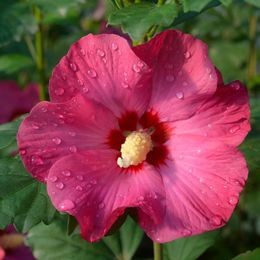 Hibiskus 'Sup Bridge ' C3-5 60 - 80 cm Liefergr&ouml;&szlig;e: 60 - 80 cm