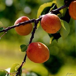 Aprikosenmirabelle 'Aprimira', 5 Liter, 80 - 100 cm Liefergr&ouml;&szlig;e: 80 -100 cm