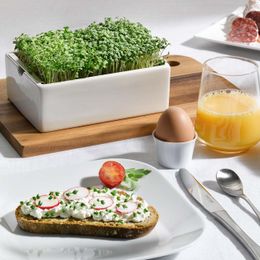 Microgreens Starter-Set, 4-teilig