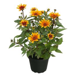 Sonnenauge 'Sole Scuro' Lieferform: Im 3 Liter Topf
