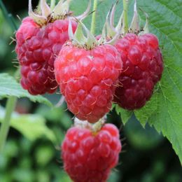 Sommerhimbeere 'Malling Promise' Liefergr&ouml;&szlig;e: ca. 30 - 40 cm