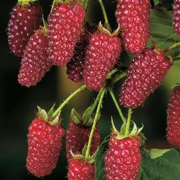 Him-Brombeere 'Tummelberry' Lieferform: Im 2 Liter Topf