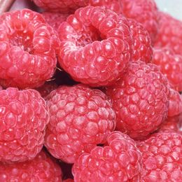 Sommerhimbeere 'TulaMagic ' Liefergr&ouml;&szlig;e: gest&auml;bt