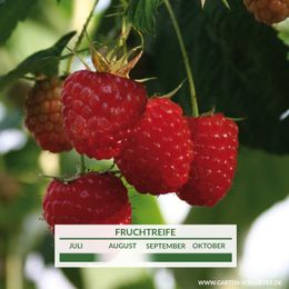 S&auml;ulen-Himbeere 'Twotimer Sugana ' Liefergr&ouml;&szlig;e: 40-60 cm