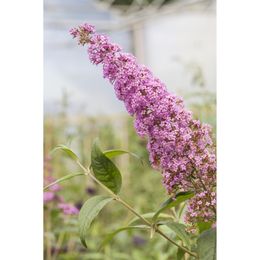 toom Schmetterlingsflieder kompakt rosa 19 cm Topf