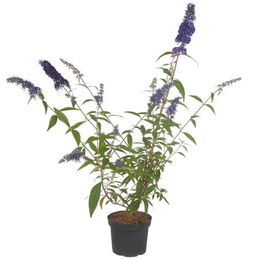 toom Schmetterlingsflieder blau 19 cm Topf