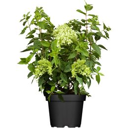 toom Rispenhortensie kompakt wei&szlig; 23 cm Topf