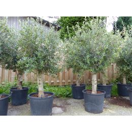 ANGEBOT: winterharter XL Olivenbaum Premiumqualit&auml;t 45 Jahre, dicke St&auml;mme, winterhart