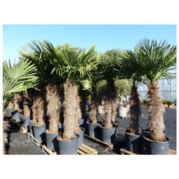 XXXXL 240 cm Trachycarpus fortunei 120 cm Stamm Hanfpalme, winterharte Palme bis -18&deg;C